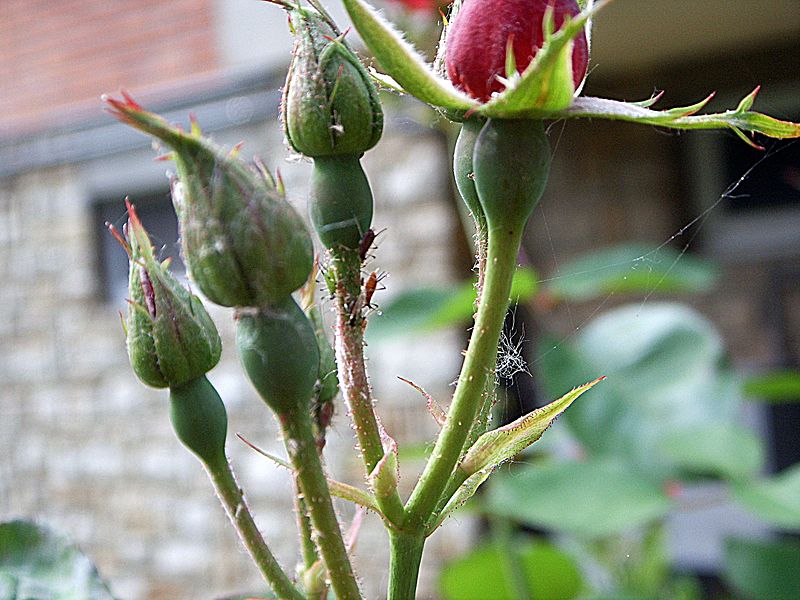 Tutte le malattie delle rose e come curarle