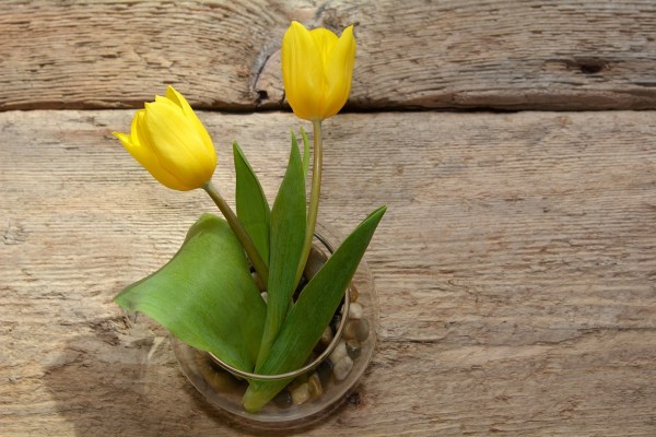 Fiori recisi, 10 modi per farli durare più a lungo