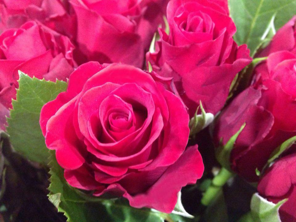 7 varietà di rose da conoscere