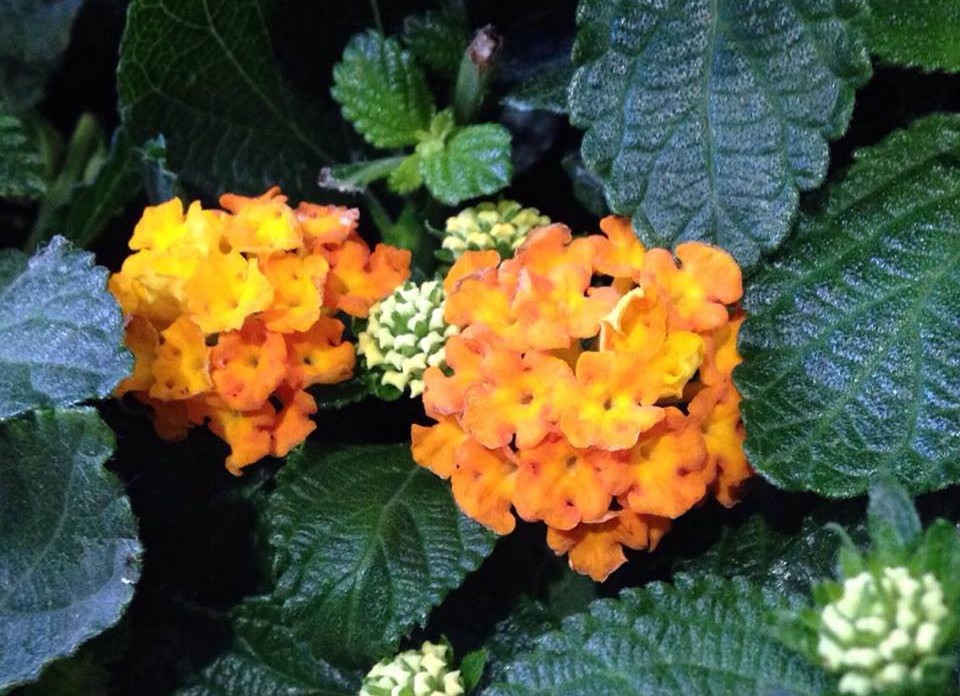 La Lantana Camara, bella ed efficace pianta anti-zanzare!