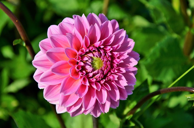 Le più belle varietà di dalia, il fiore preferito dalle spose ...