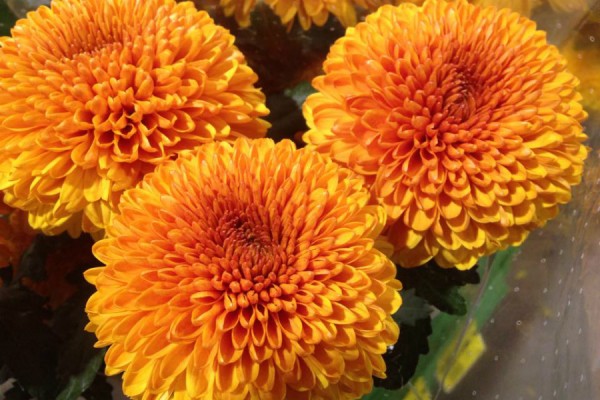 Le varietà più belle di crisantemi - Lombarda Flor