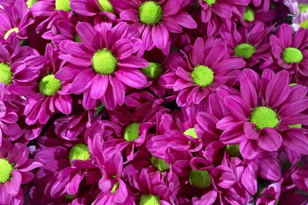 Le varietà più belle di crisantemi