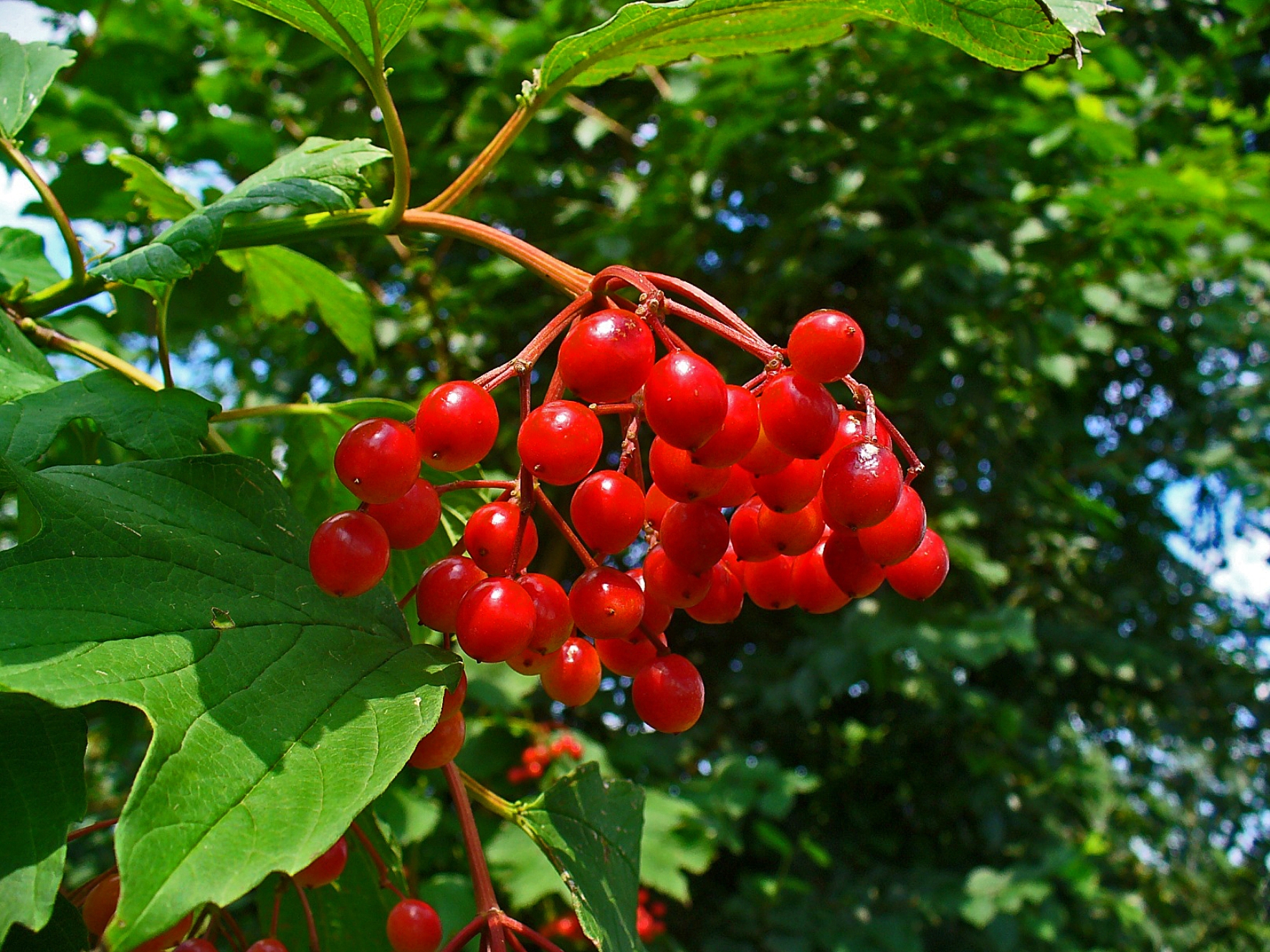 5 piante con bacche rosse perfette per il periodo di Natale