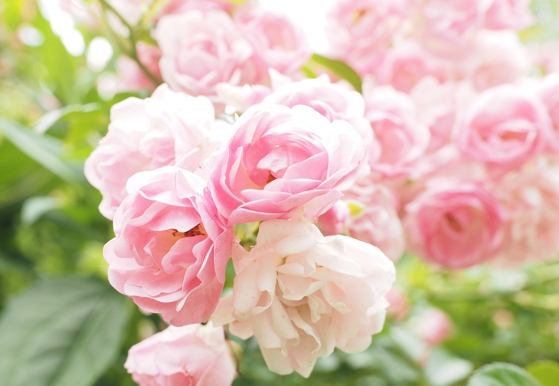 Piante con fiori rosa, ecco le più belle - Lombarda Flor