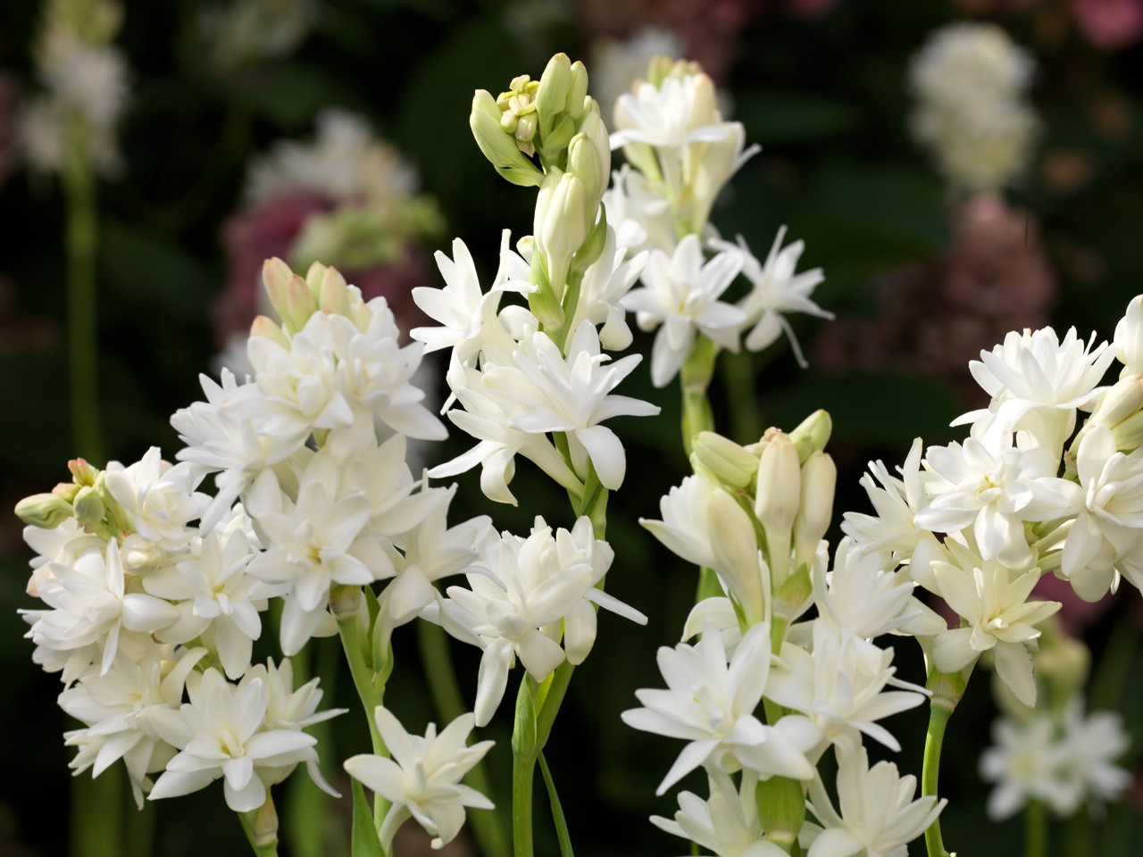 Alla scoperta della tuberosa, un fiore dal profumo intenso - Lombarda Flor