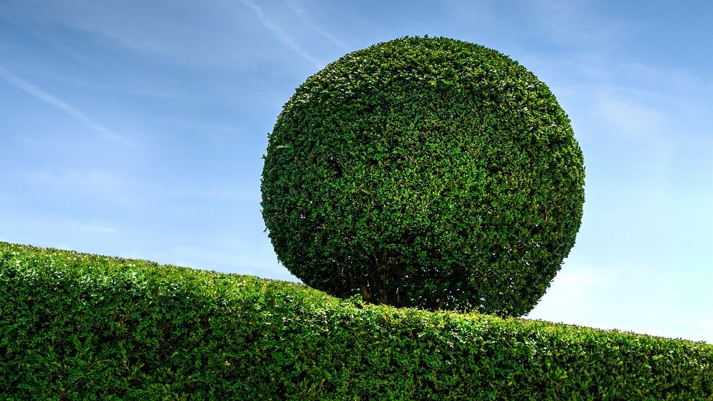 Come coltivare e curare il bosso, una preziosa pianta da siepe