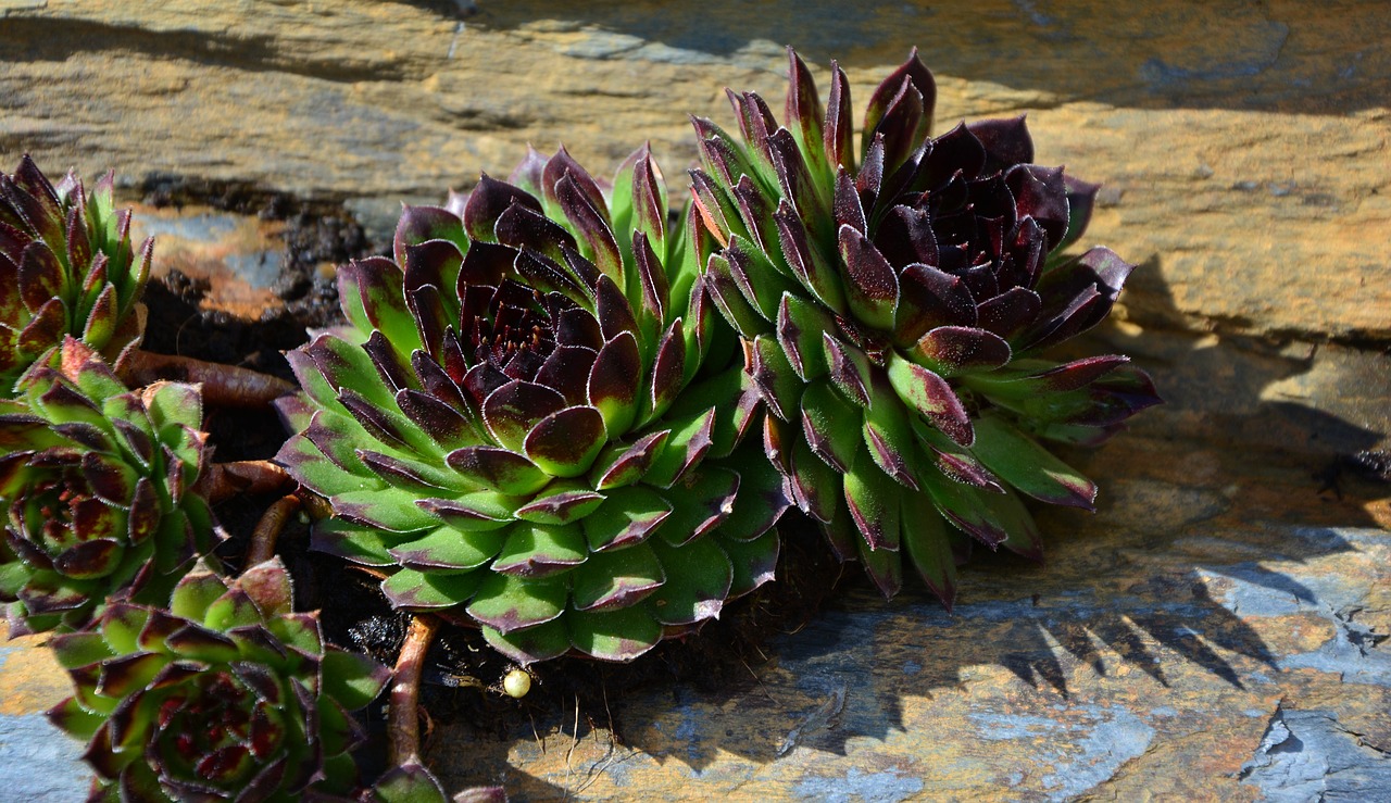 3 consigli per curare le piante succulente in inverno - Lombarda Flor