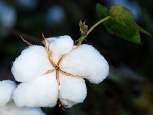 Gossypium, come coltivare la pianta del cotone in vaso