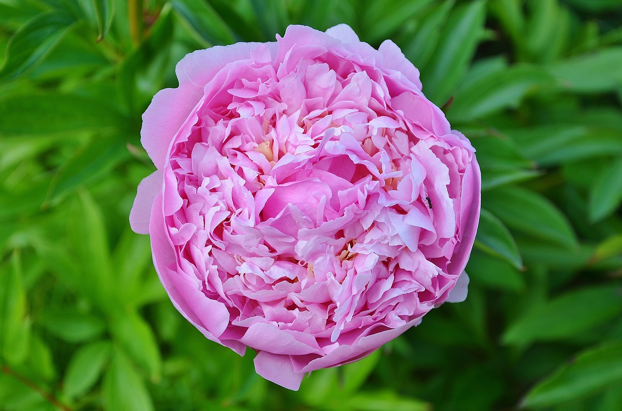 Rose antiche: di cosa si tratta e quali sono le varietà più famose ...