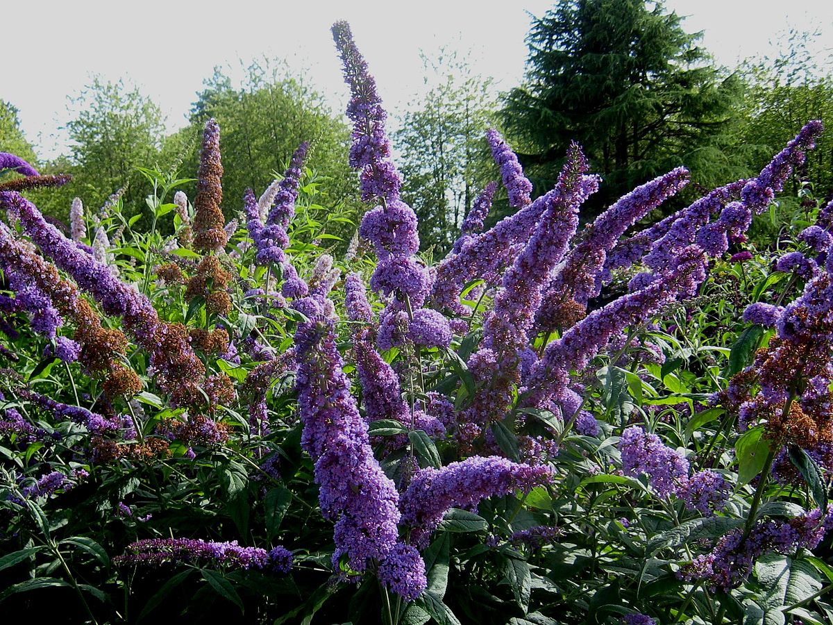 Tutto quello che c'è da sapere sulla buddleja, l'albero delle farfalle ...